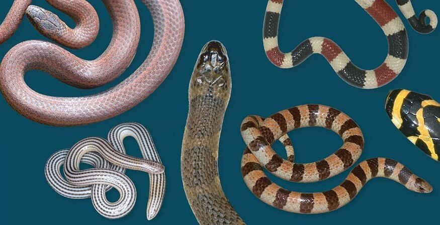 World Snake Day Celebrations 2019 | British Council Sri Lanka
